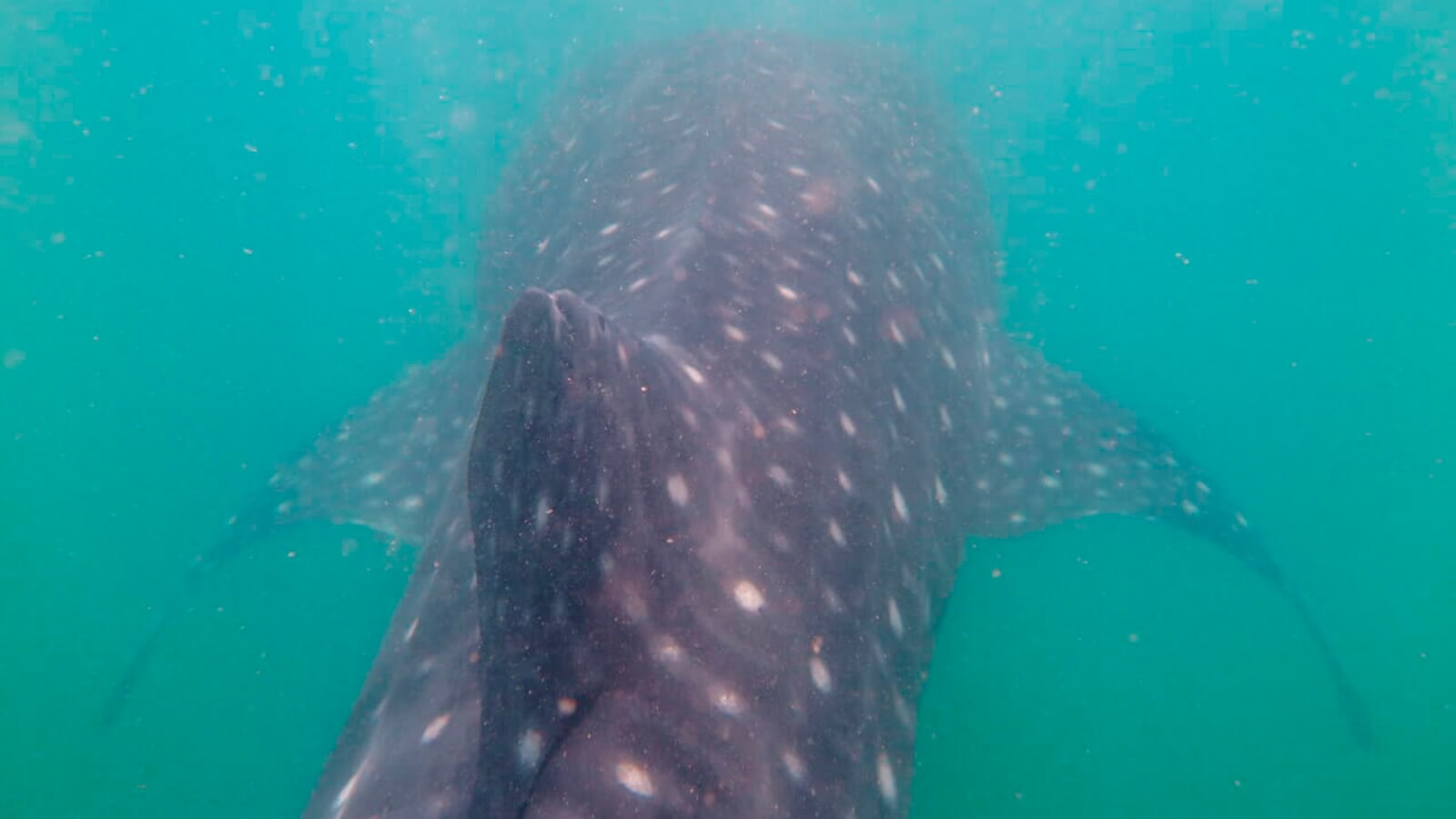 Donsol: Mit Walhaie auf den Philippinen schnorcheln