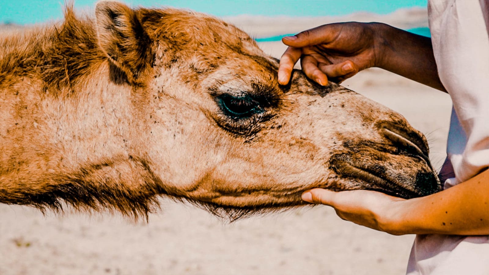Die perfekte Oman Rundreise: Reiseroute für 10-14 Tage